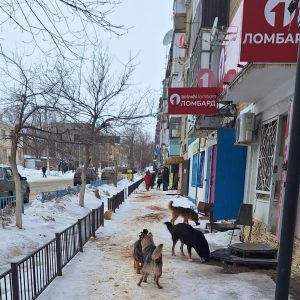 Общество - ZHULDYZ INFO